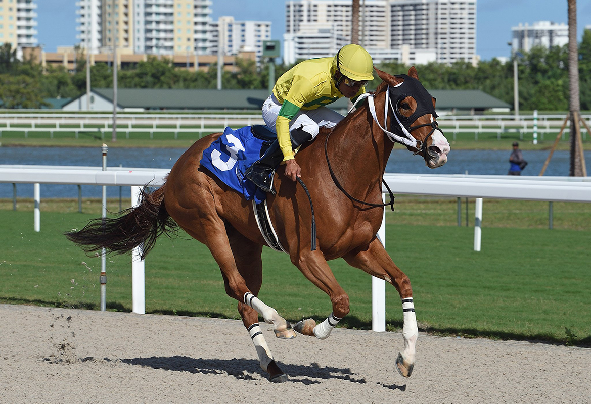 Watch Anthony Thomas, Rohan Crichton Win At Gulfstream - Quickgallopja.com