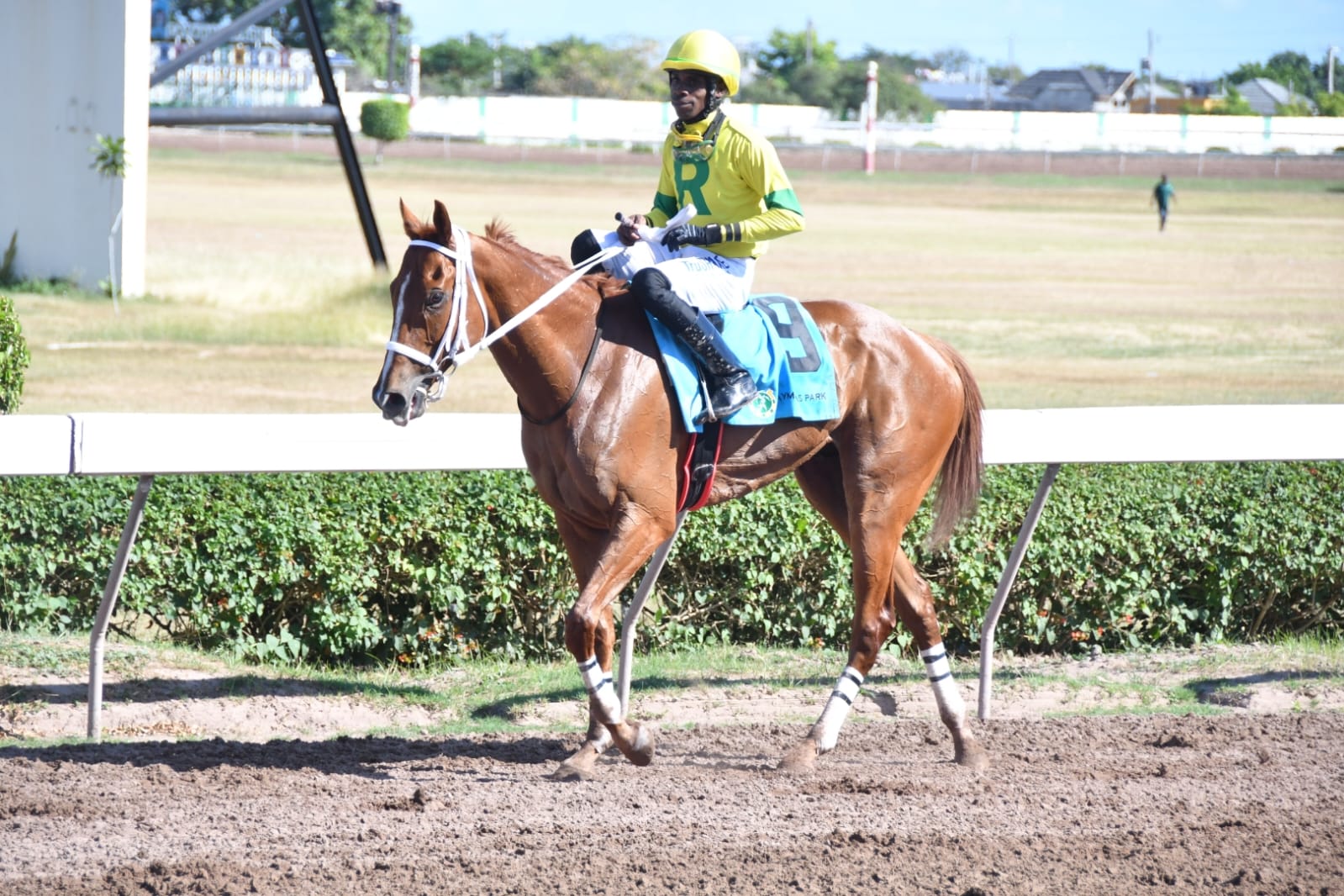 A Winner In Jamaica, Florida For Trainer Rohan Crichton - Quickgallopja.com