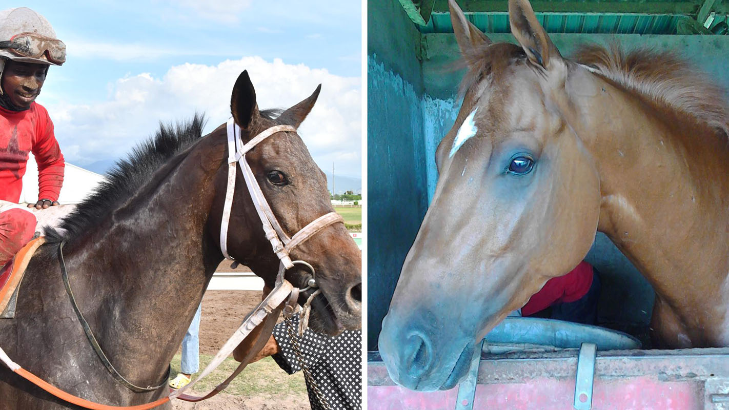 Mila Kay - First Win For Local Stallion, Seeking My Dream ...