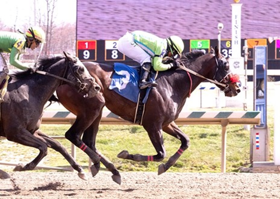 The Five US-Based Horses Slated For The 2025 Mouttet Mile ...