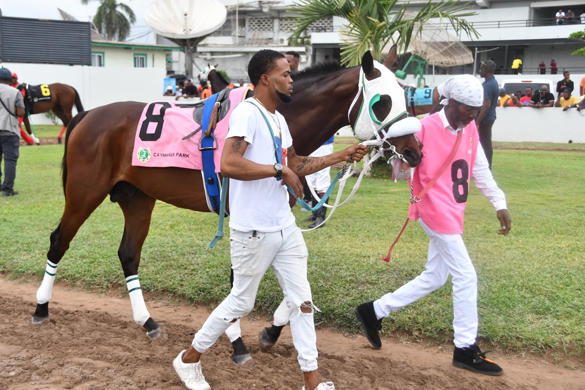 Now Or Never For Crown Chaser - Quickgallopja.com