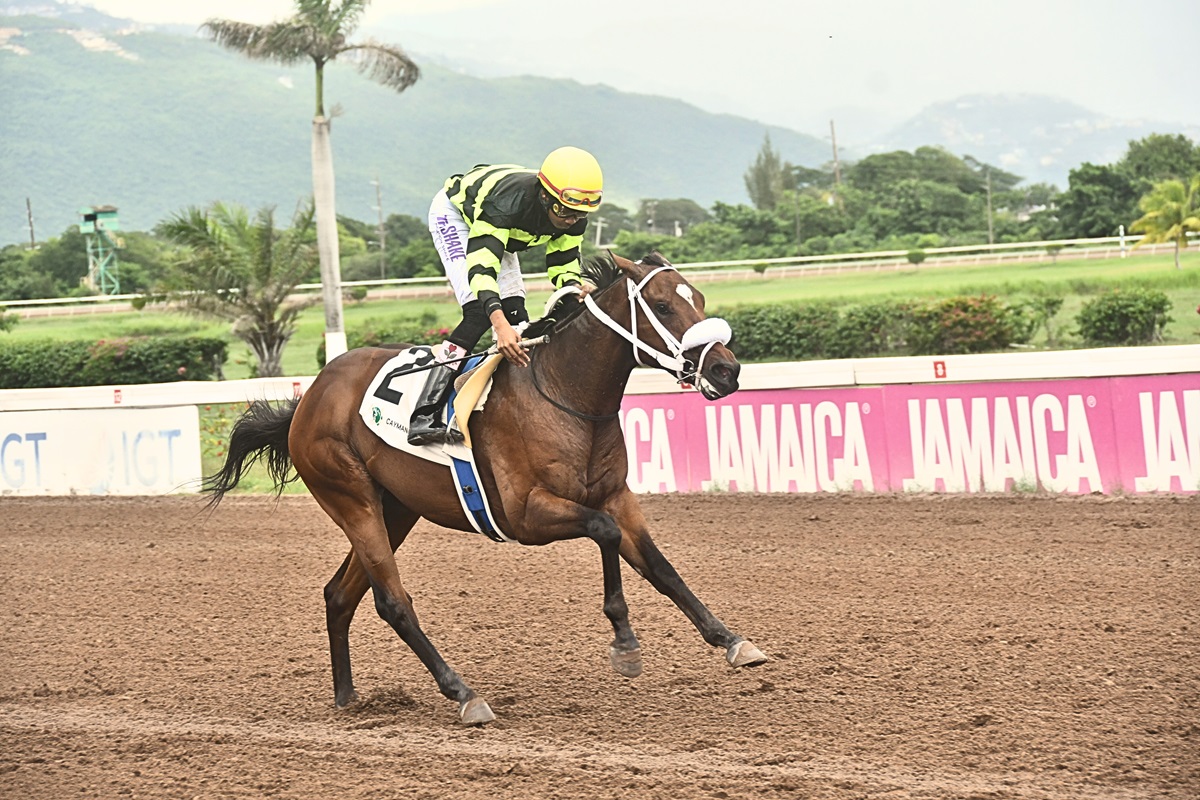 Sir Don Delivers Commanding Debut Performance - Quickgallopja.com