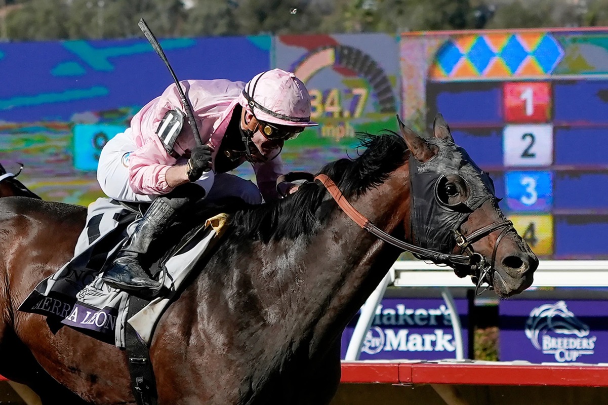 #US RACING: US$75,000 Stud Fee For Sierra Leone - Quickgallopja.com
