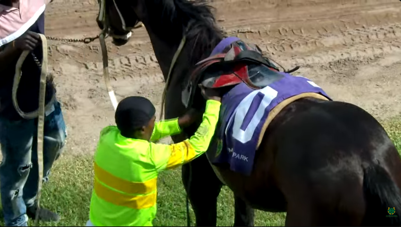 JAMAICA RACING: Don Almighty Opens Sat, Nov 15, 2025, At 3-1 ...