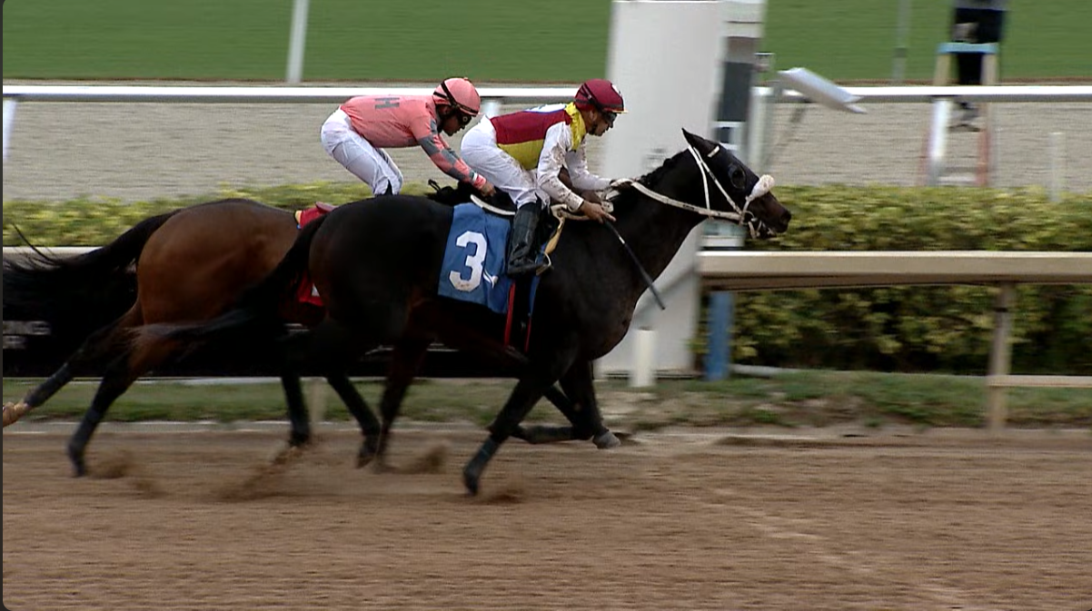 Trainer Rohan Crichton Gains 2 Wins At Gulfstream - Quickgallopja.com