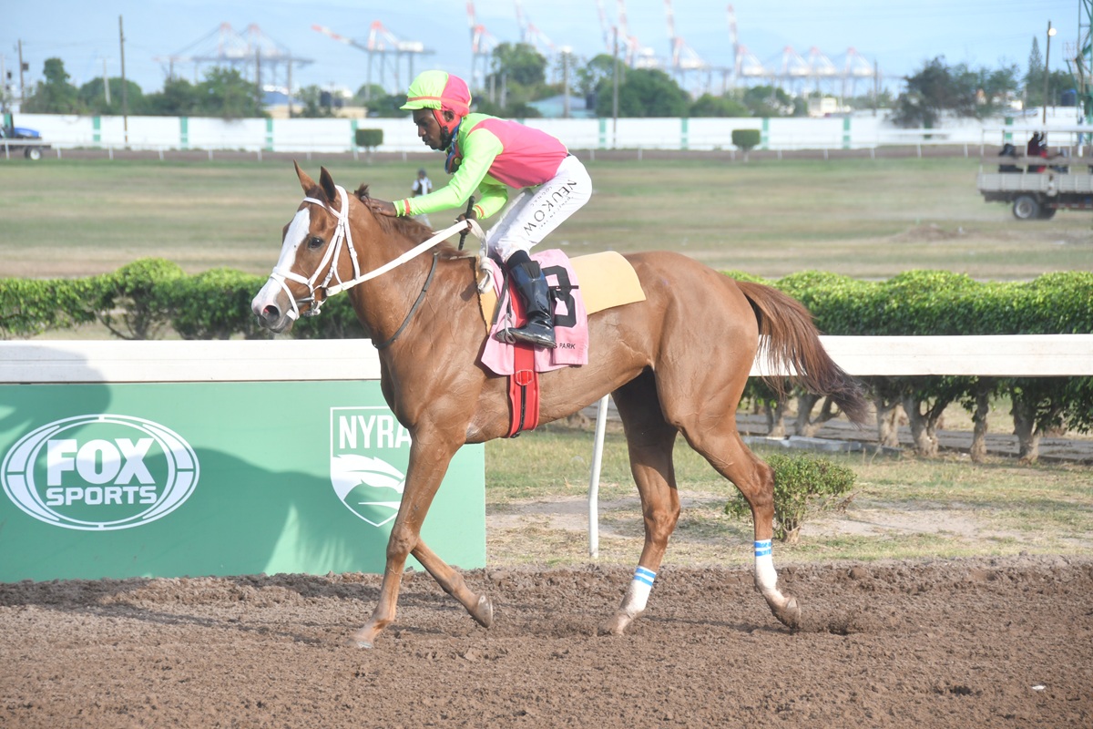 Where Are They Now? Starters In The 2024 Jamaica Two-Year-Old Stakes ...