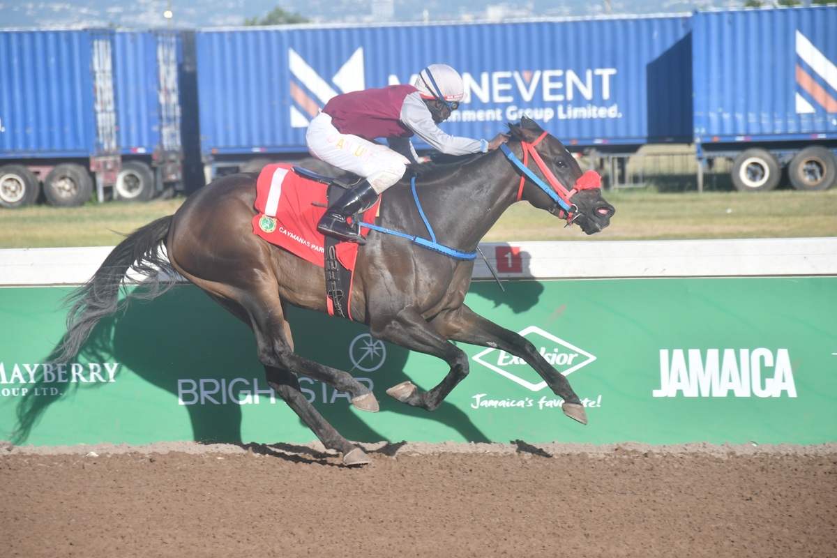 Dark Swan – A Winner Second Time Out - Quickgallopja.com