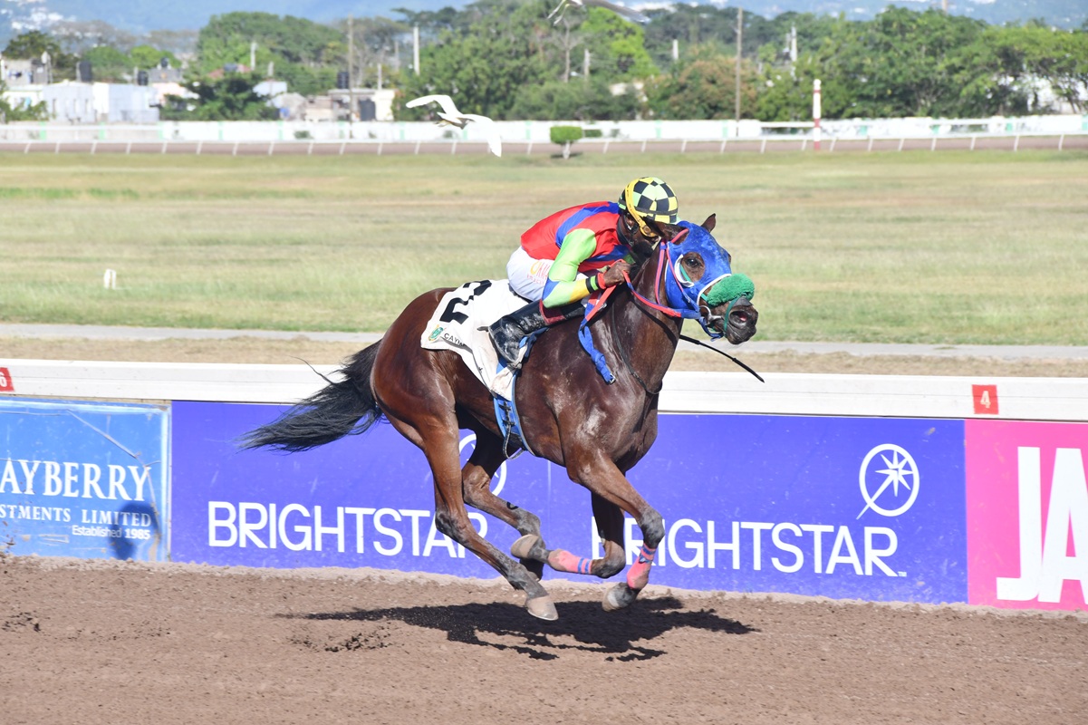The Choice Is Yours In Four-Year-Old Non-3 At A Mile - Quickgallopja.com