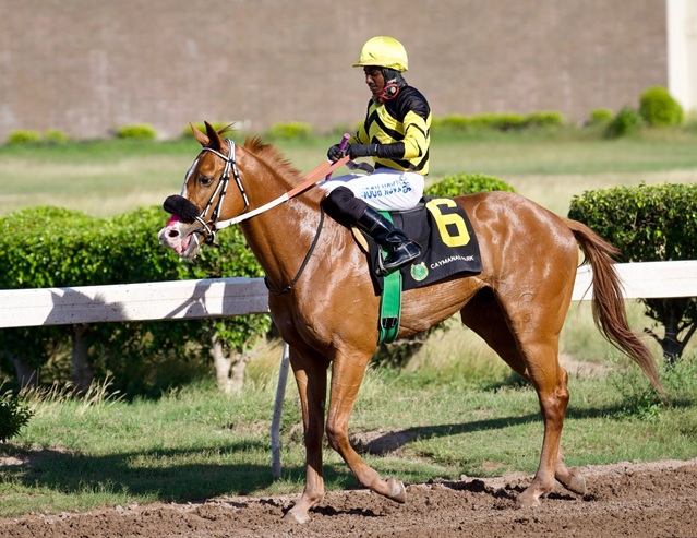 Congrats Salute The Don - Winner 2026 Sir Howard Stakes - Quickgallopja.com