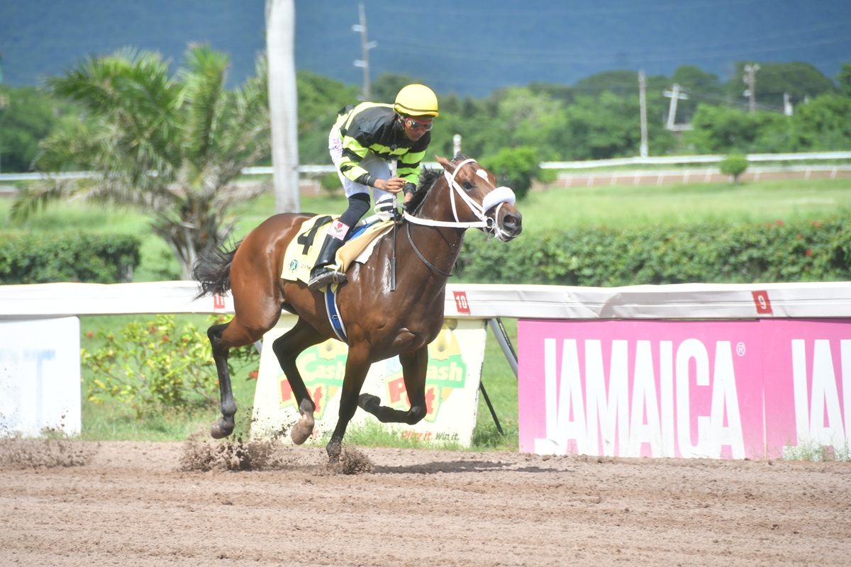 The ‘Dons’ Have It In Division 11 Overnight 5-Straight - Quickgallopja.com
