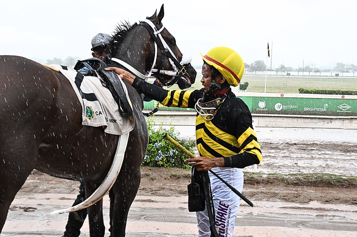 Sir Don Living Up To Early Expectations - Quickgallopja.com